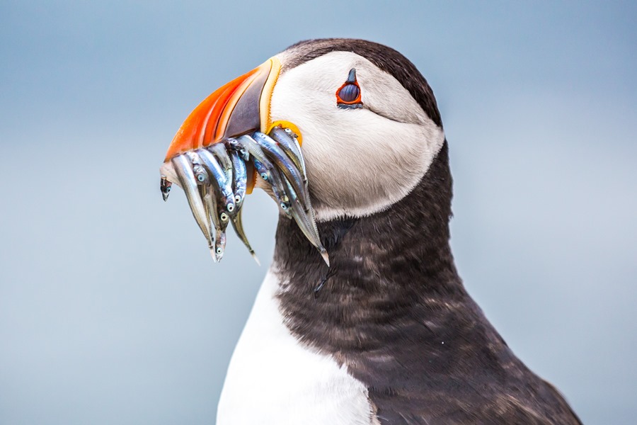 A Photographer’s Guide to Lundy Island | Wex Photo Video